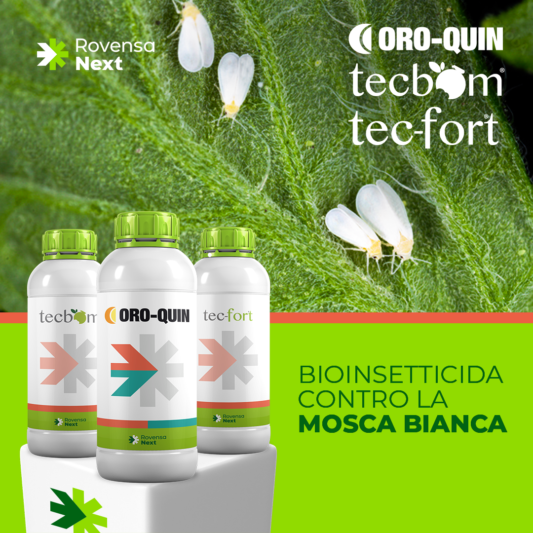 Mosca bianca: come identificare e controllare efficacemente questo ...